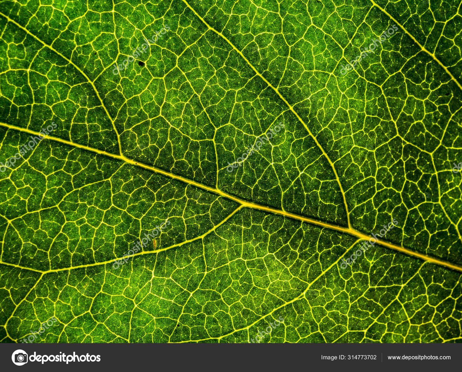 Background image of a leaf of a tree close up. A green leaf of a ...