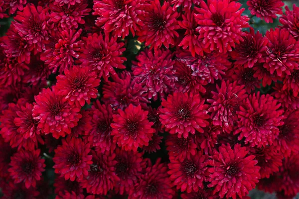 Maroon flower pattern Images - Search Images on Everypixel