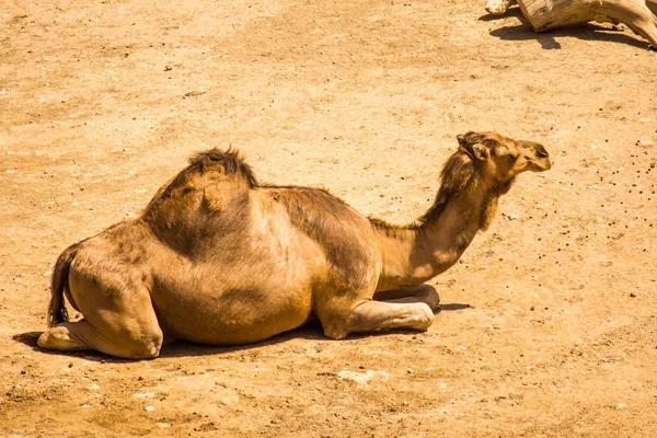 Sitting pose camel Stock Photos, Royalty Free Sitting pose camel Images ...