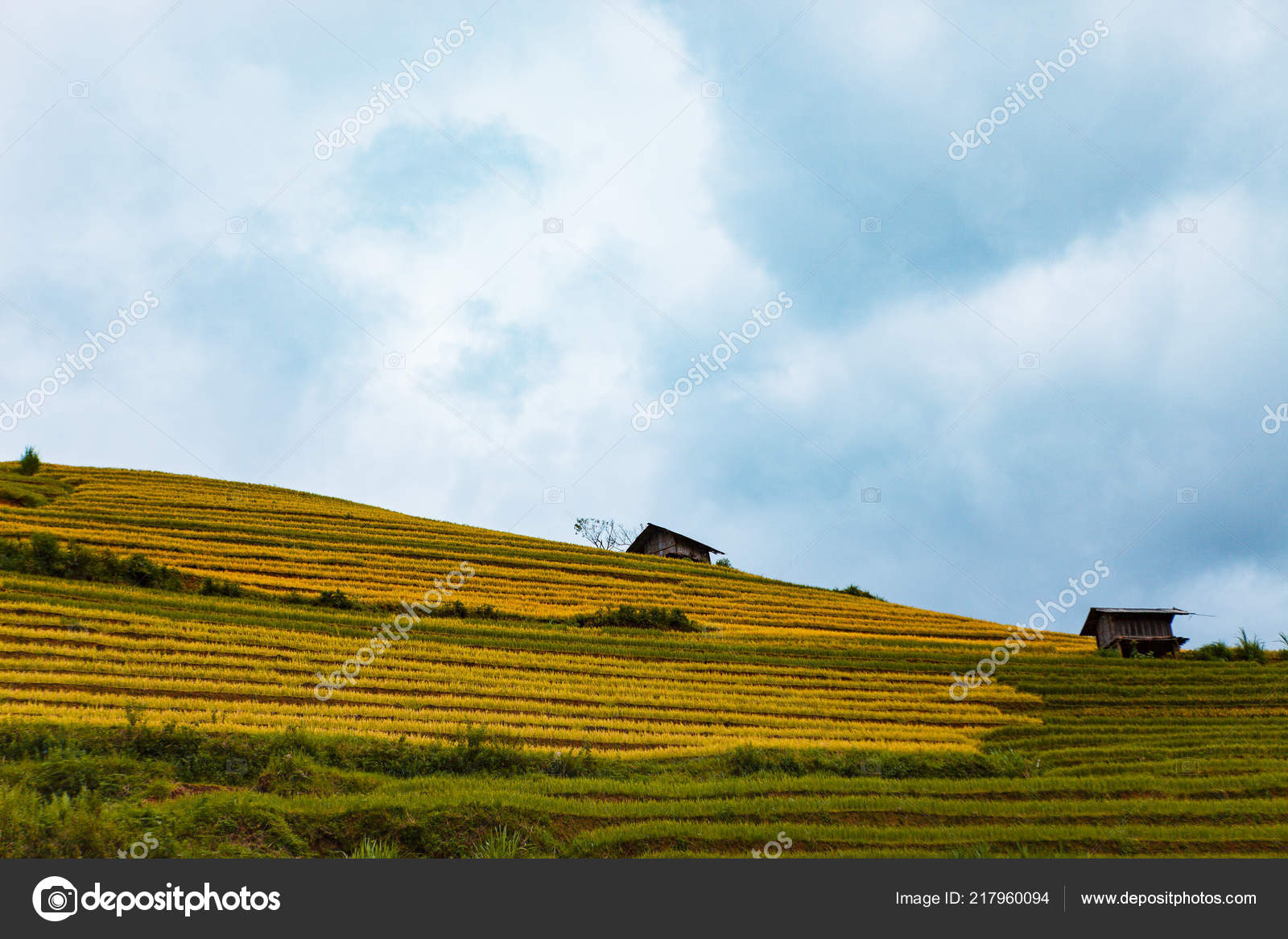 Mucangchai Vietnam September 2018 Rice Terraces Water Season Vietnam ...