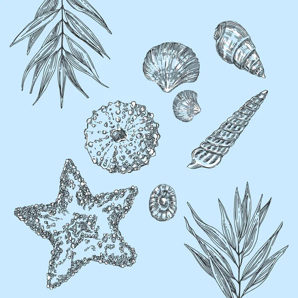 Beautiful shells Vector Art Stock Images | Depositphotos