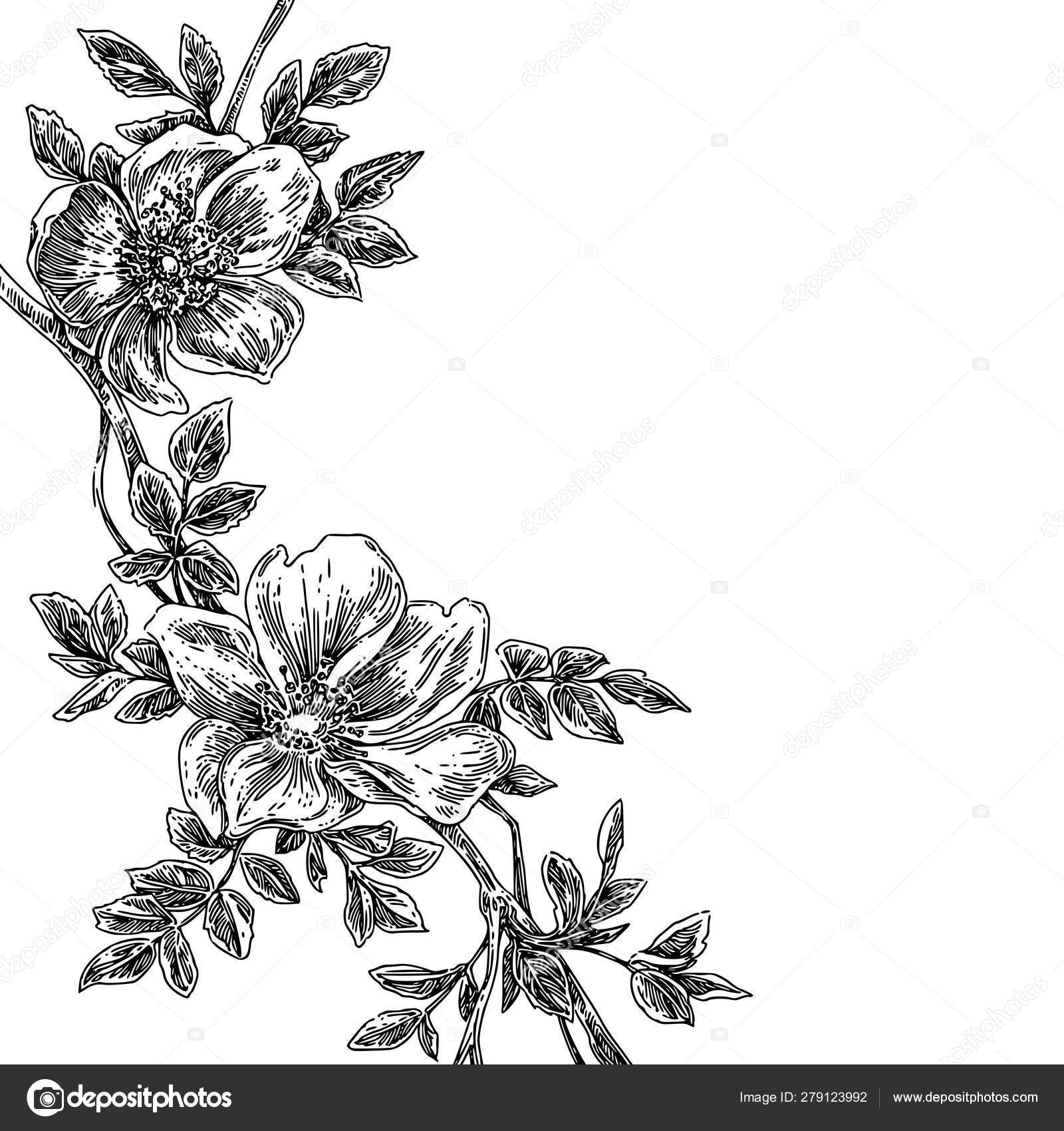 Branch of wild rose. — Stock Vector © Kseniakr #279123992