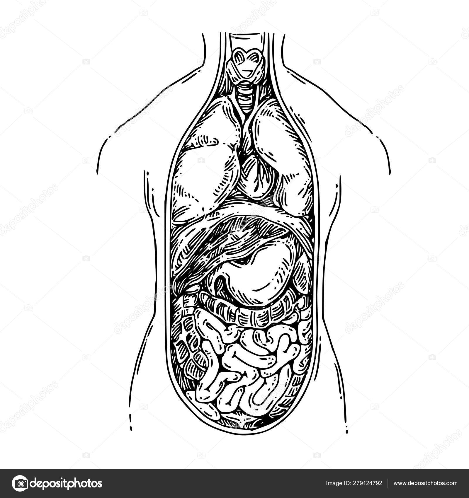 Human Body Drawing With Organs