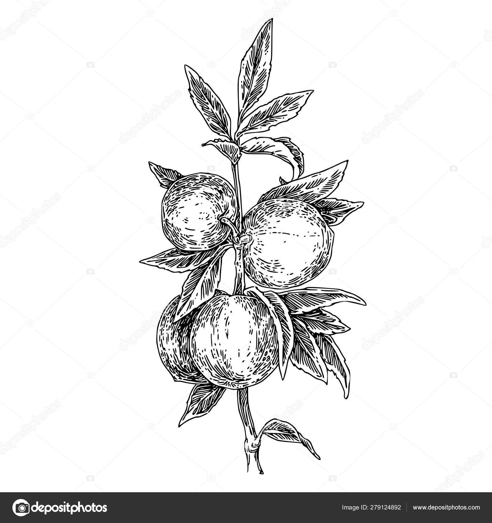 Peach tree branch with fruits. Stock Vector Image by ©Kseniakr #279124892