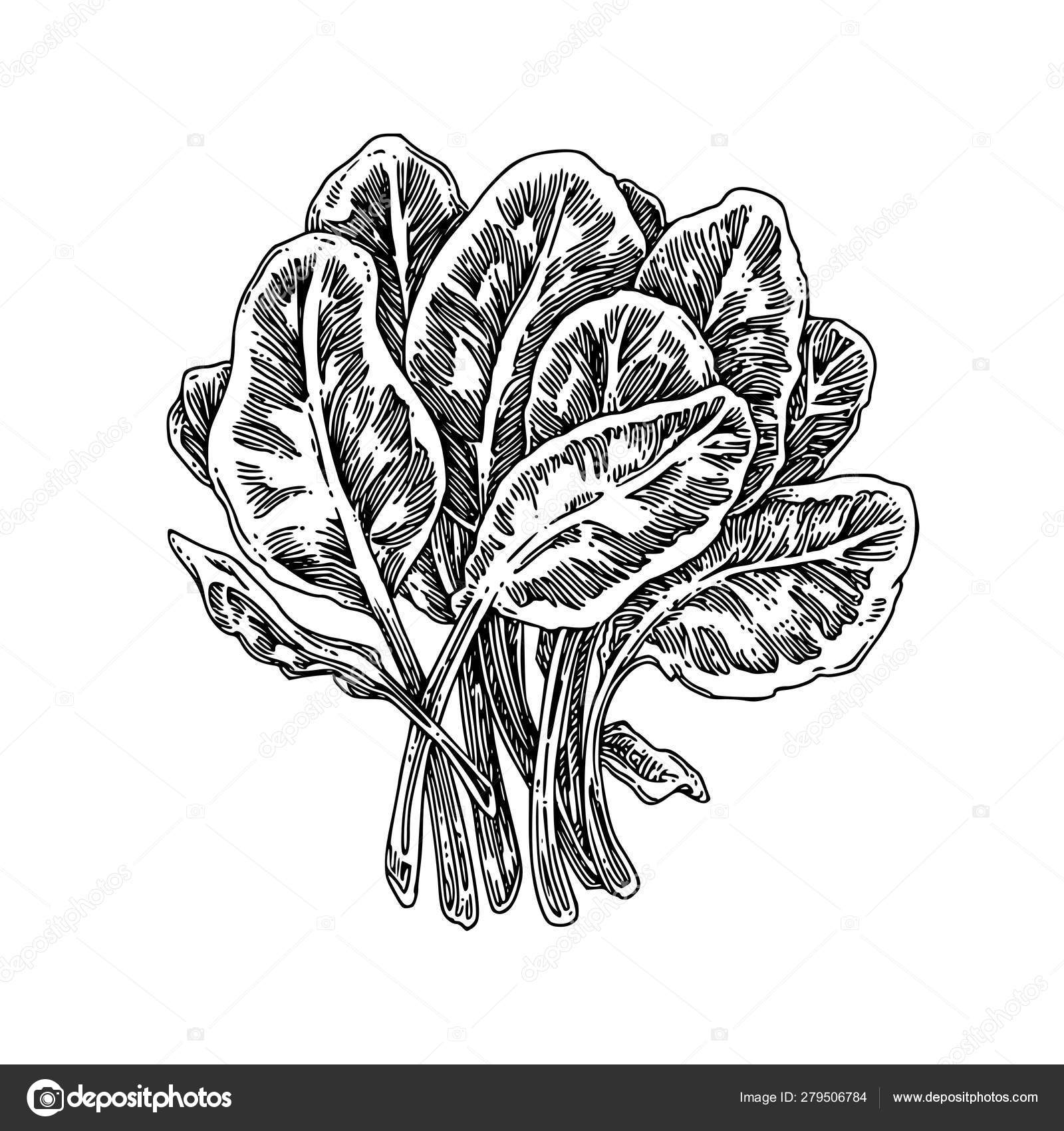 Spinach Line Drawing