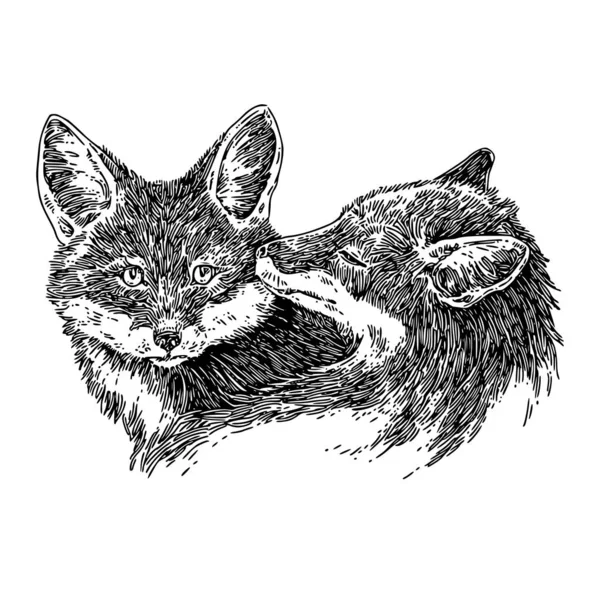 Fox couple Vector Art Stock Images | Depositphotos