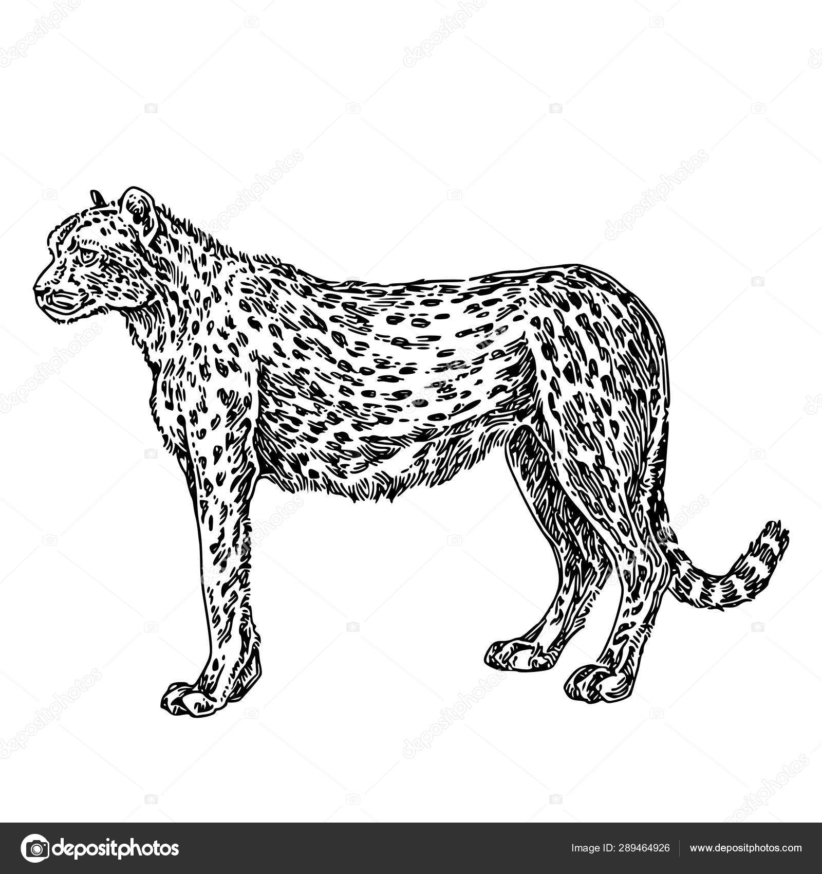 Cheetah Line Drawing