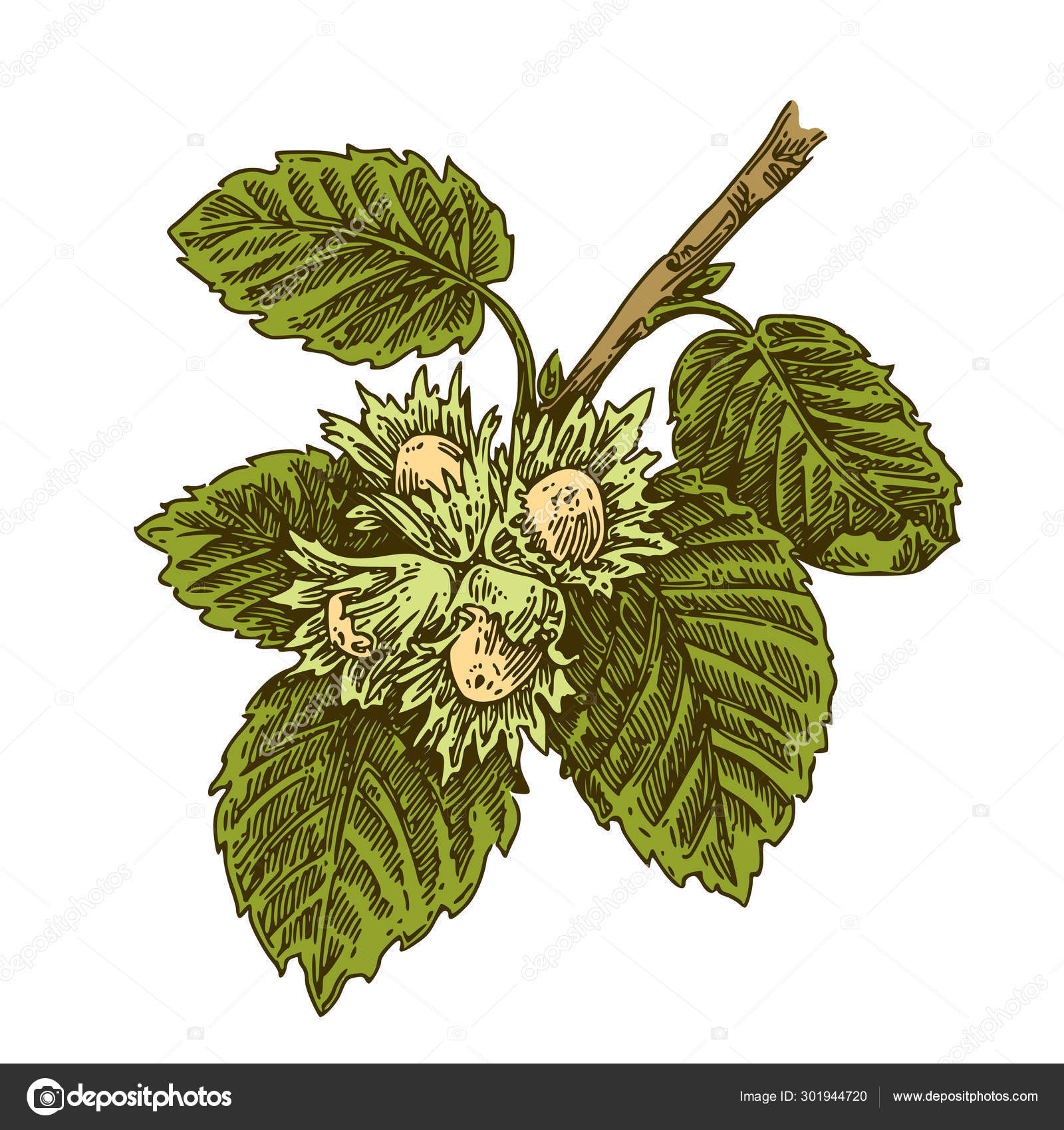 Branch of hazel with ripe nuts. Stock Vector Image by ©Kseniakr #301944720