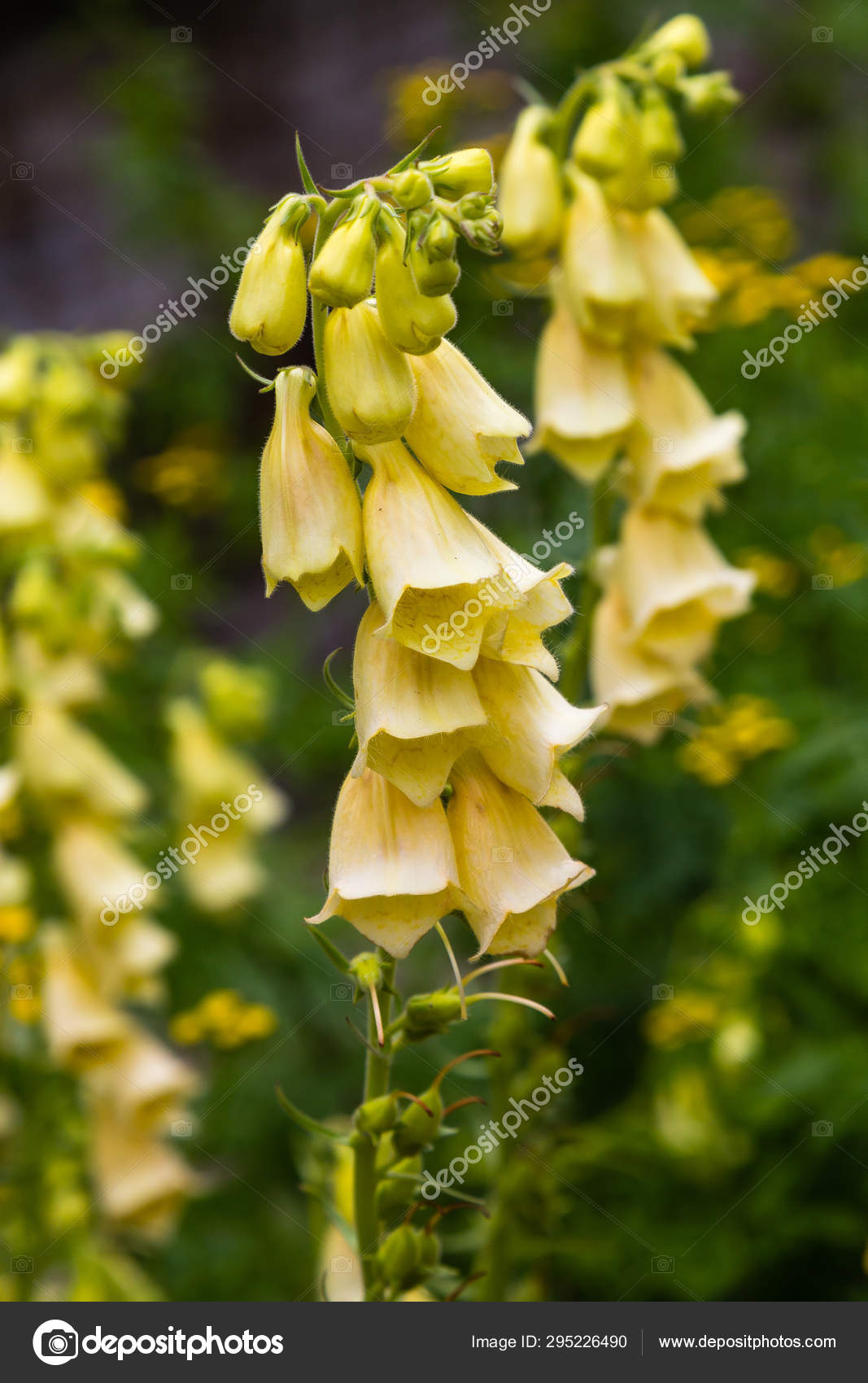Flower Digitalis Purpera Foxglove Garden Digitalis Digitalis Common ...