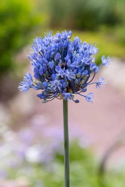 Blue Allium