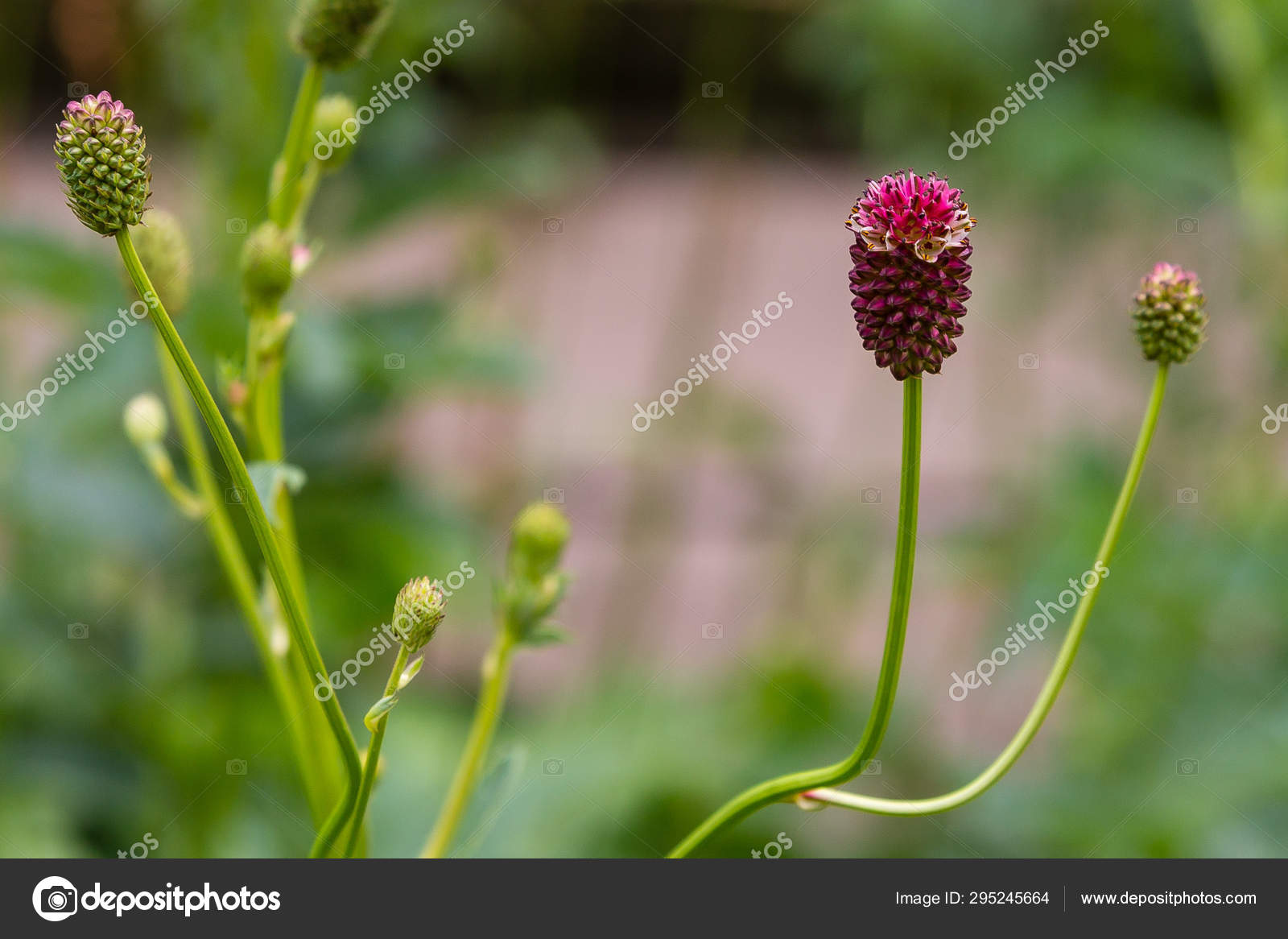Sanguisorba Officinalis Great Burnet Plant Family Rosaceae Subfamily ...