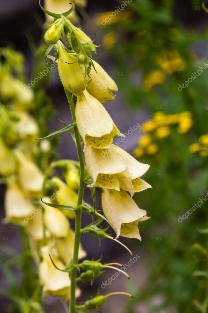 Flor de Digitalis Purpera, Foxglove en el jardín. Digitalis (digitalis ...