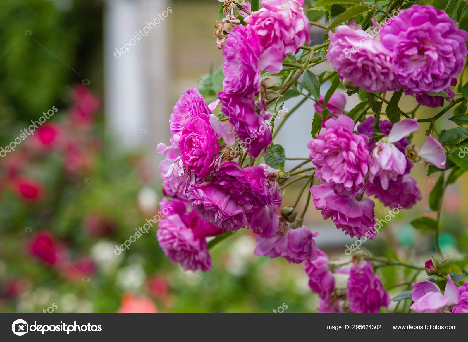Beautiful Toned Roses Close Nature Background Stock Photo by ©ovju ...