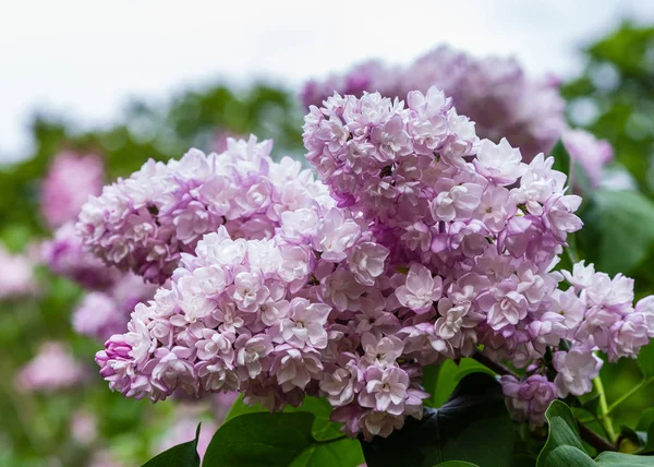 Syringa flowers Stock Photos, Royalty Free Syringa flowers Images ...