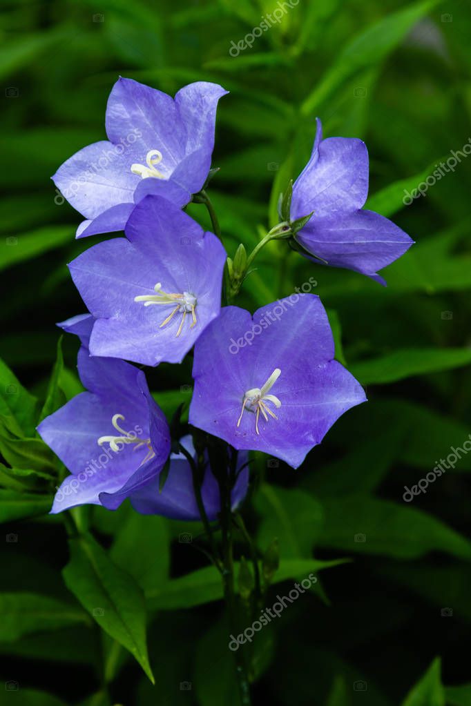 Flores campana azul, campanilla, ampanula, primer plano. Flor azul ...
