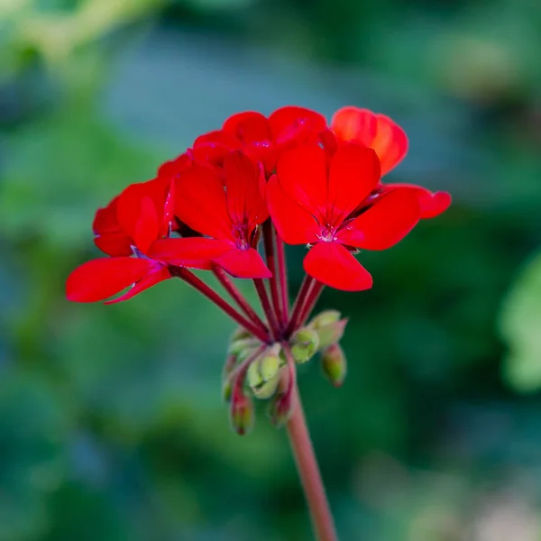 Géranium rouge en cascade images libres de droit, photos de Géranium ...