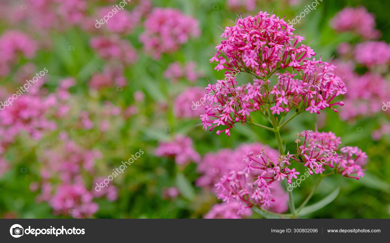 Purpure Flowers Centranthus Ruber Centranthus Ruber Also Called Red ...