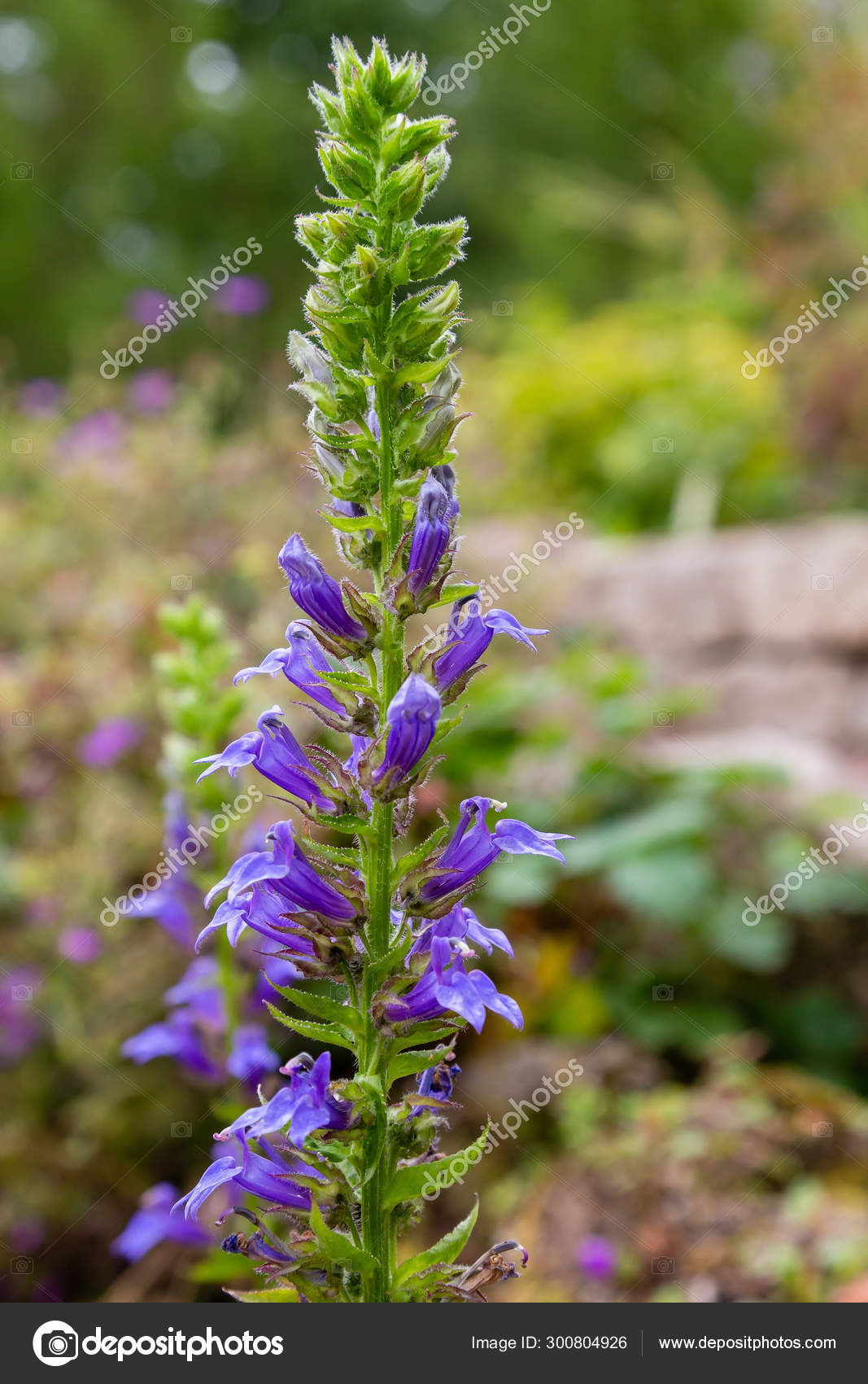 Blue Cardinal Flower