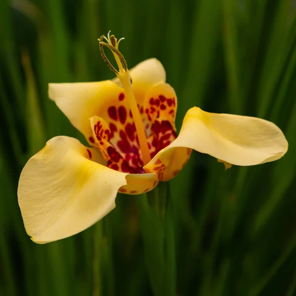 ⬇ Скачать картинки Íris barbata nana, стоковые фото Íris barbata nana в ...