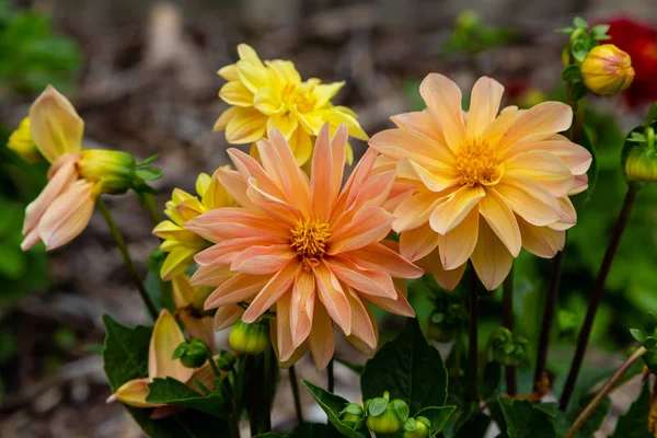 Dahlia plantas Stock Photos, Royalty Free Dahlia plantas Images ...