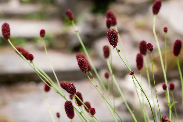 Sanguisorba officinalis, the great burnet, is a plant in the family ...