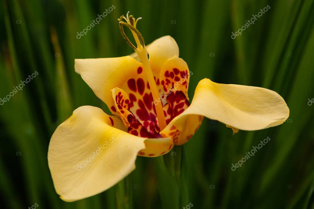 Tigridia pavonia es la especie más conocida del género Tigridia ...