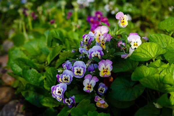 Genus viola Stock Photos, Royalty Free Genus viola Images | Depositphotos