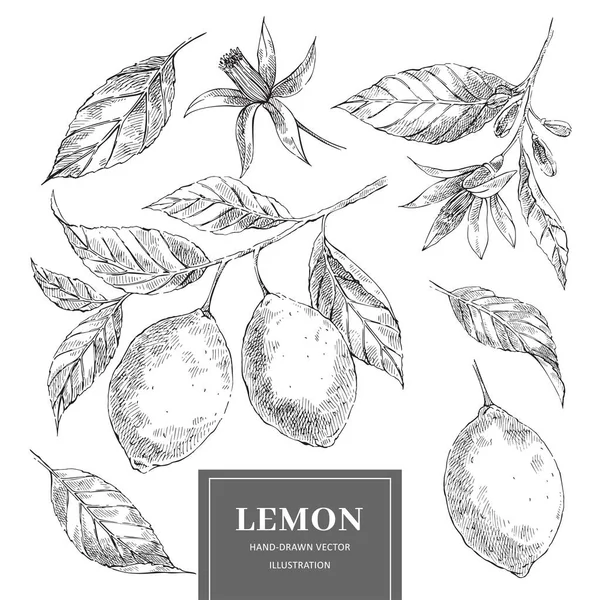 Hand drawn lemon. Sketch style fruit branch, whole fresh citrus with leaves, vector black ...