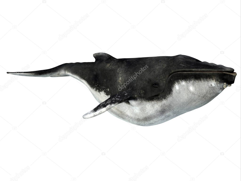 La Jorobada es una ballena pelada y muchos organismos se enganchan en ...