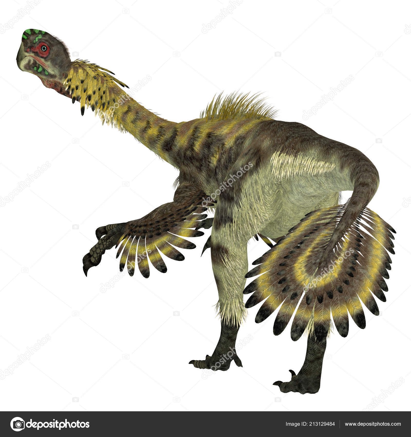 Citipati Carnivorous Velociraptor Dinosaur Lived Mongolia Cretaceous ...
