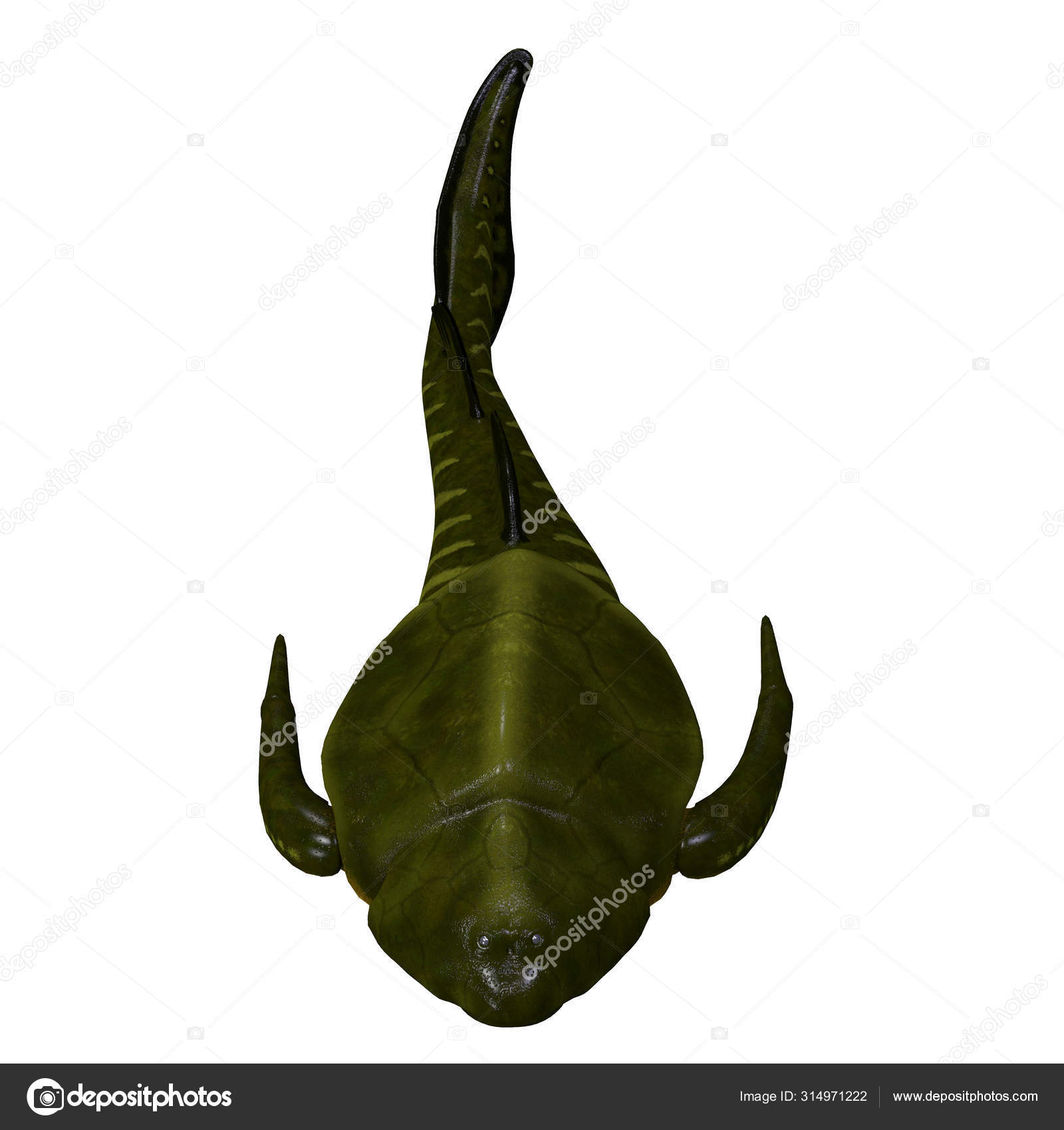 Devonian Period Fish