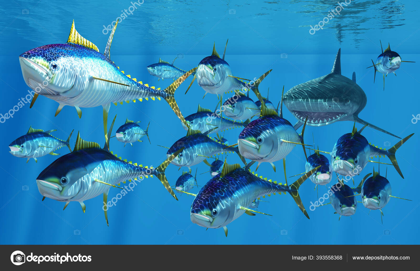 Yellowfin Tuna Swimming