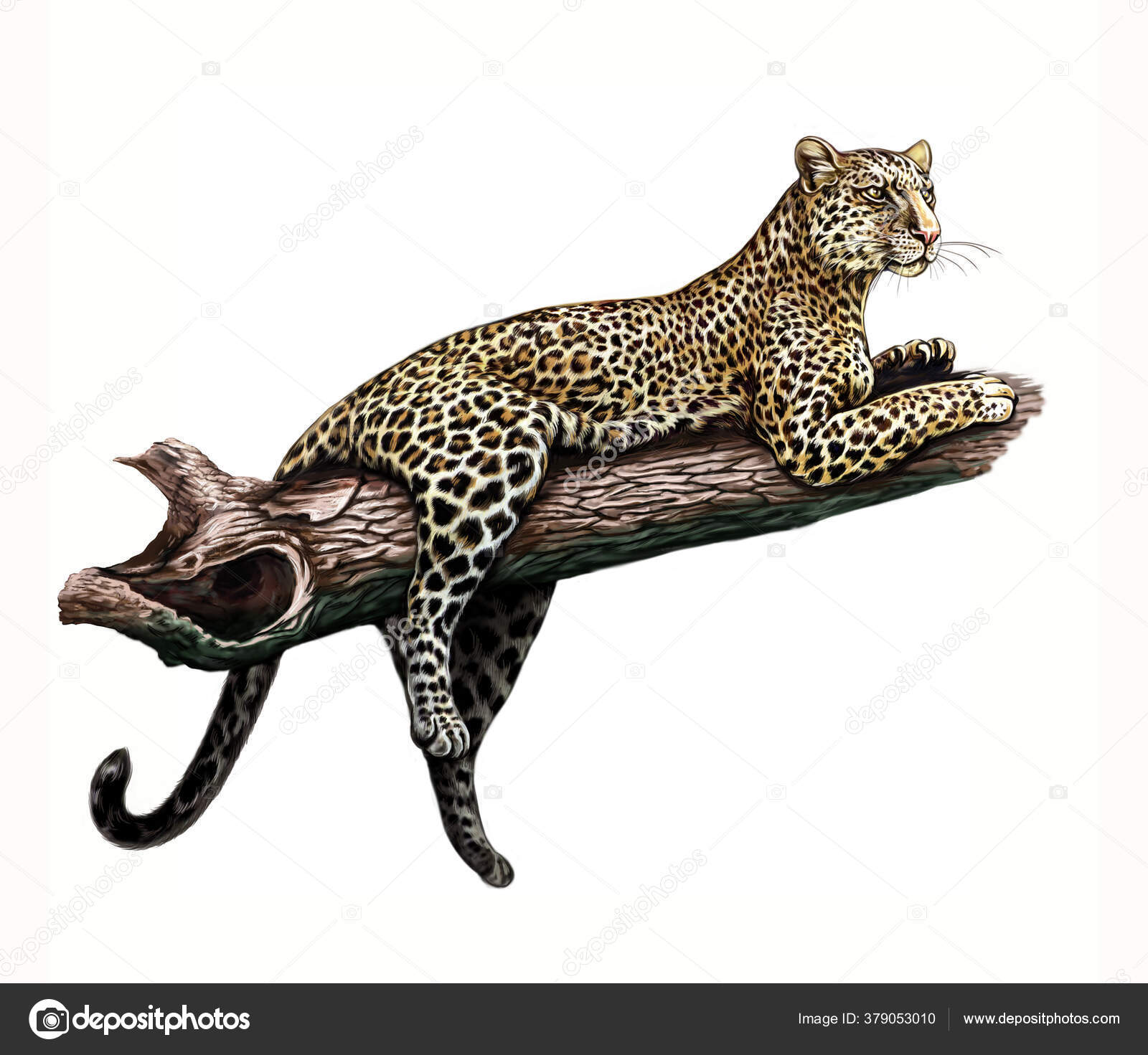 Leopard In A Tree Drawing