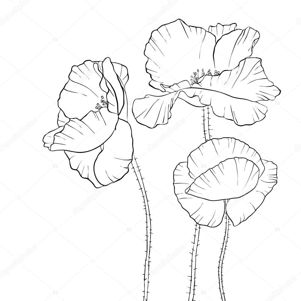 vector dibujo amapola flores 2023