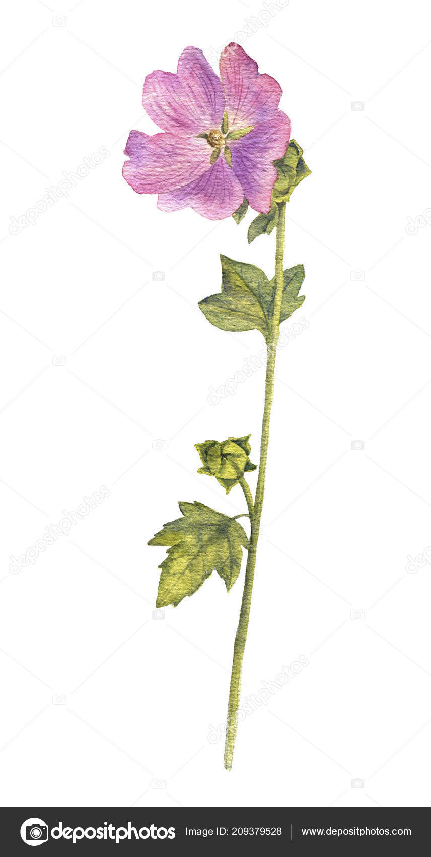 Watercolor drawing plant Stock Illustration by ©cat_arch_angel #209379528