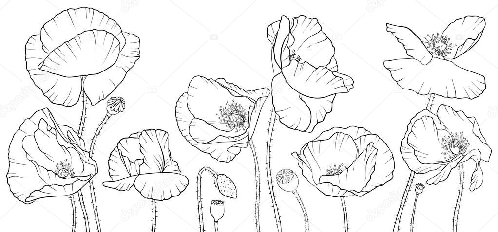 vector dibujo amapola flores 2023