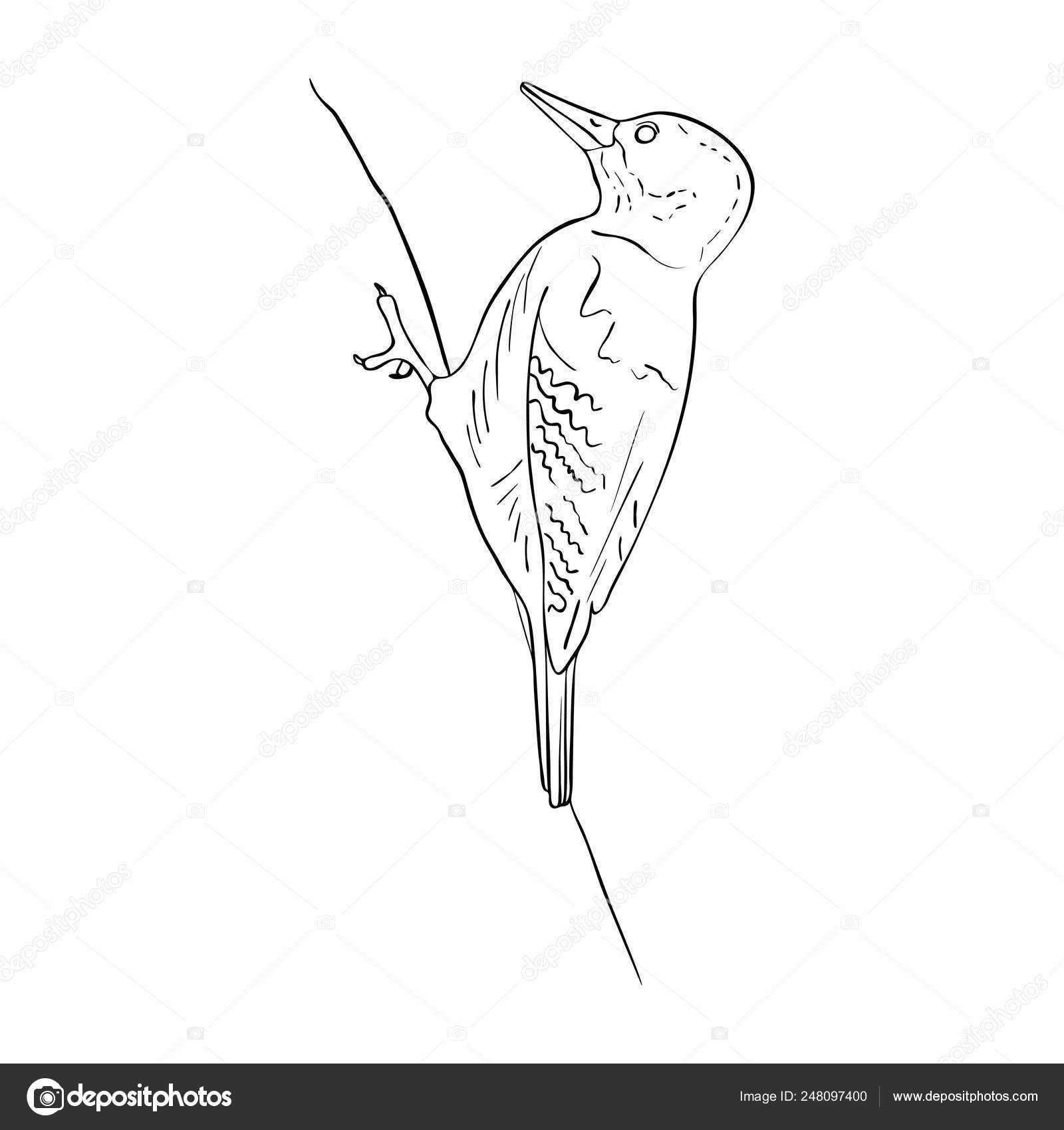 Bird at tree branch Stock Vector Image by ©cat_arch_angel #248097400