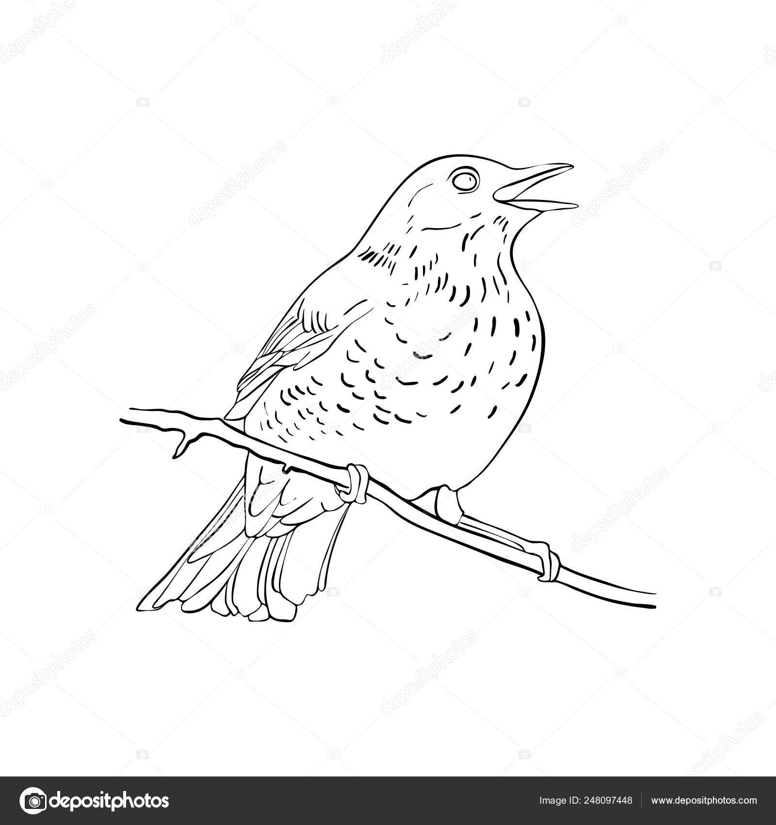 Bird On Branch Outline