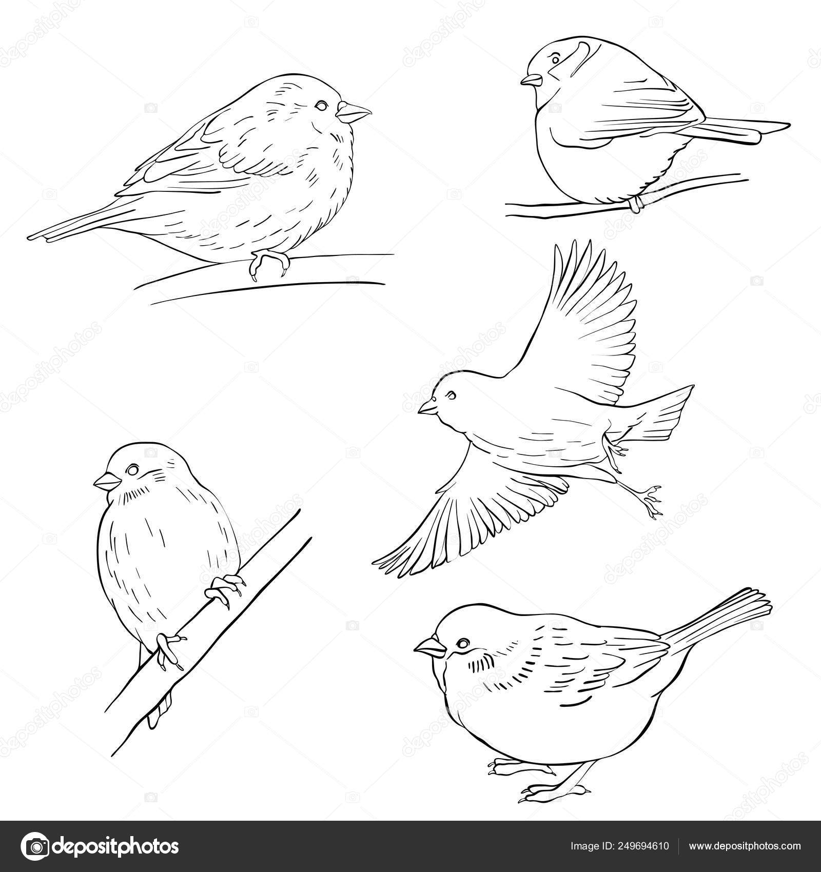 Vector sketch of birds Stock Vector Image by ©cat_arch_angel #249694610
