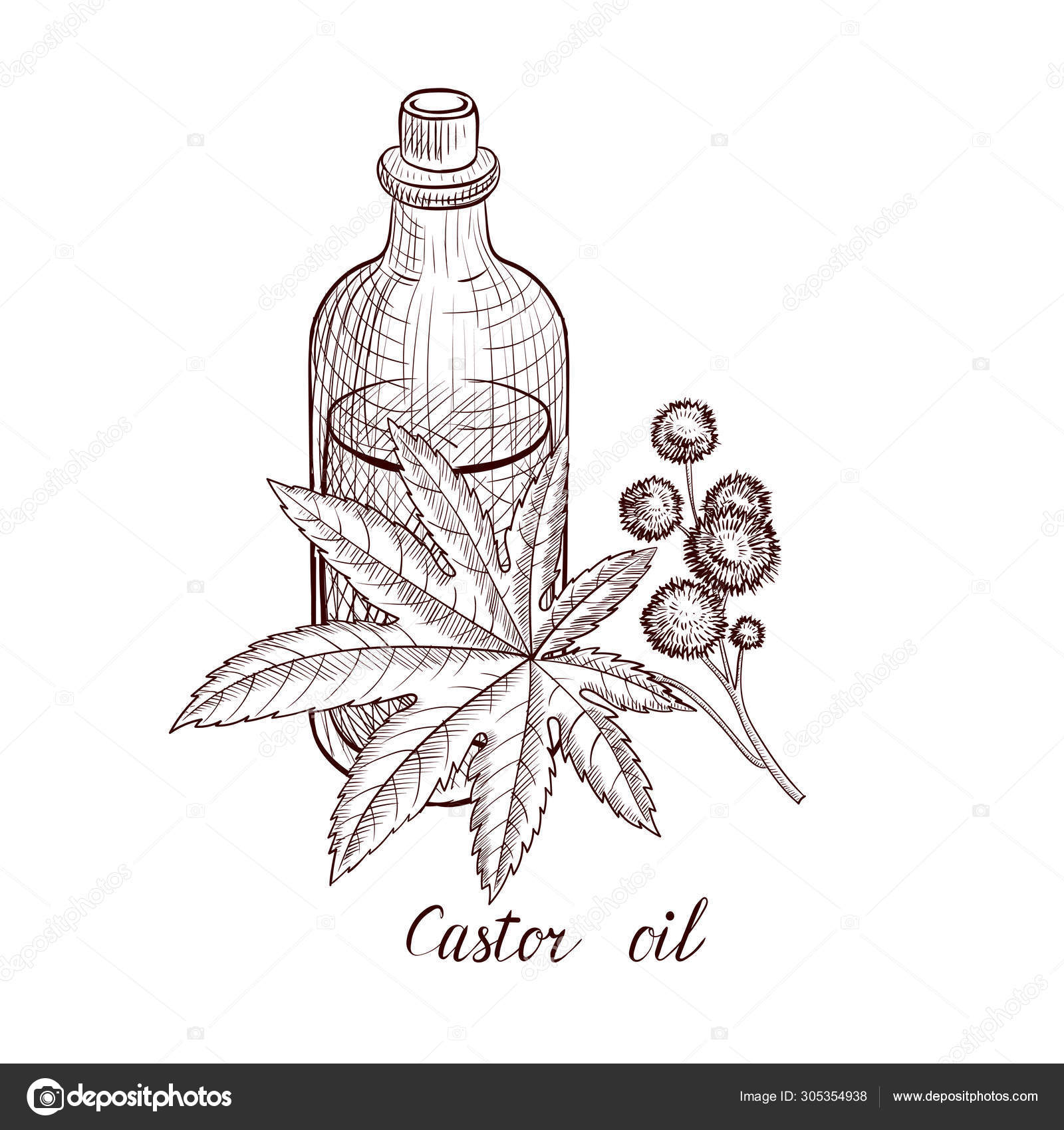 Vector drawing castor oil Stock Vector Image by ©cat_arch_angel #305354938