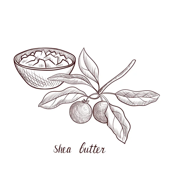 Shea butter Vector Art Stock Images | Depositphotos
