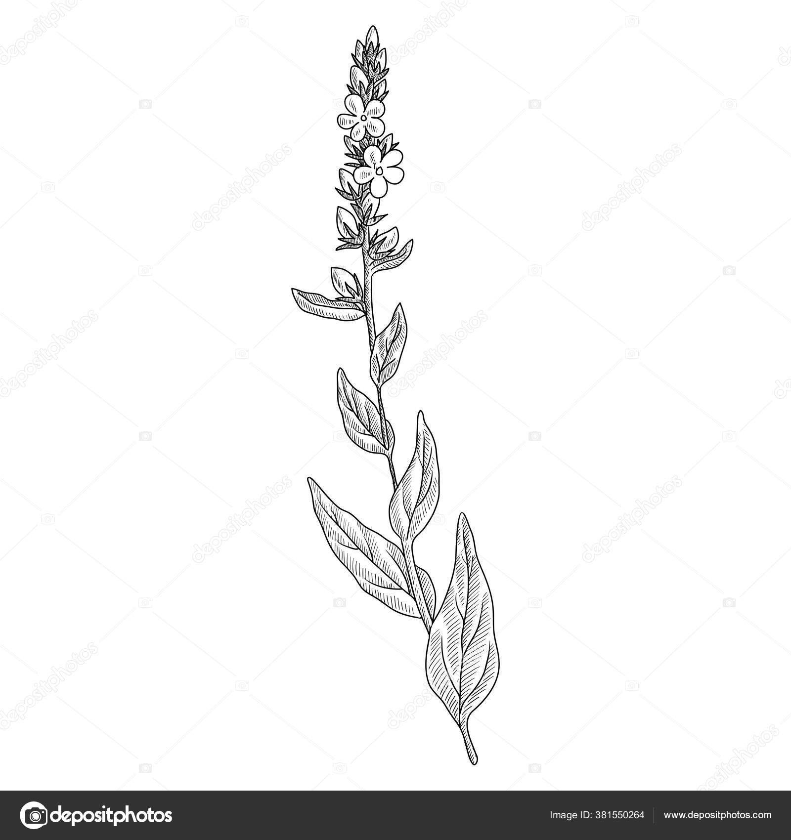 Vector drawing mullein Stock Vector by ©cat_arch_angel 381550264