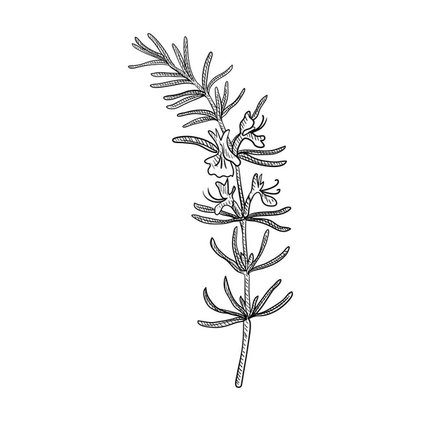 Romarin officinalis Vector Art Stock Images | Depositphotos
