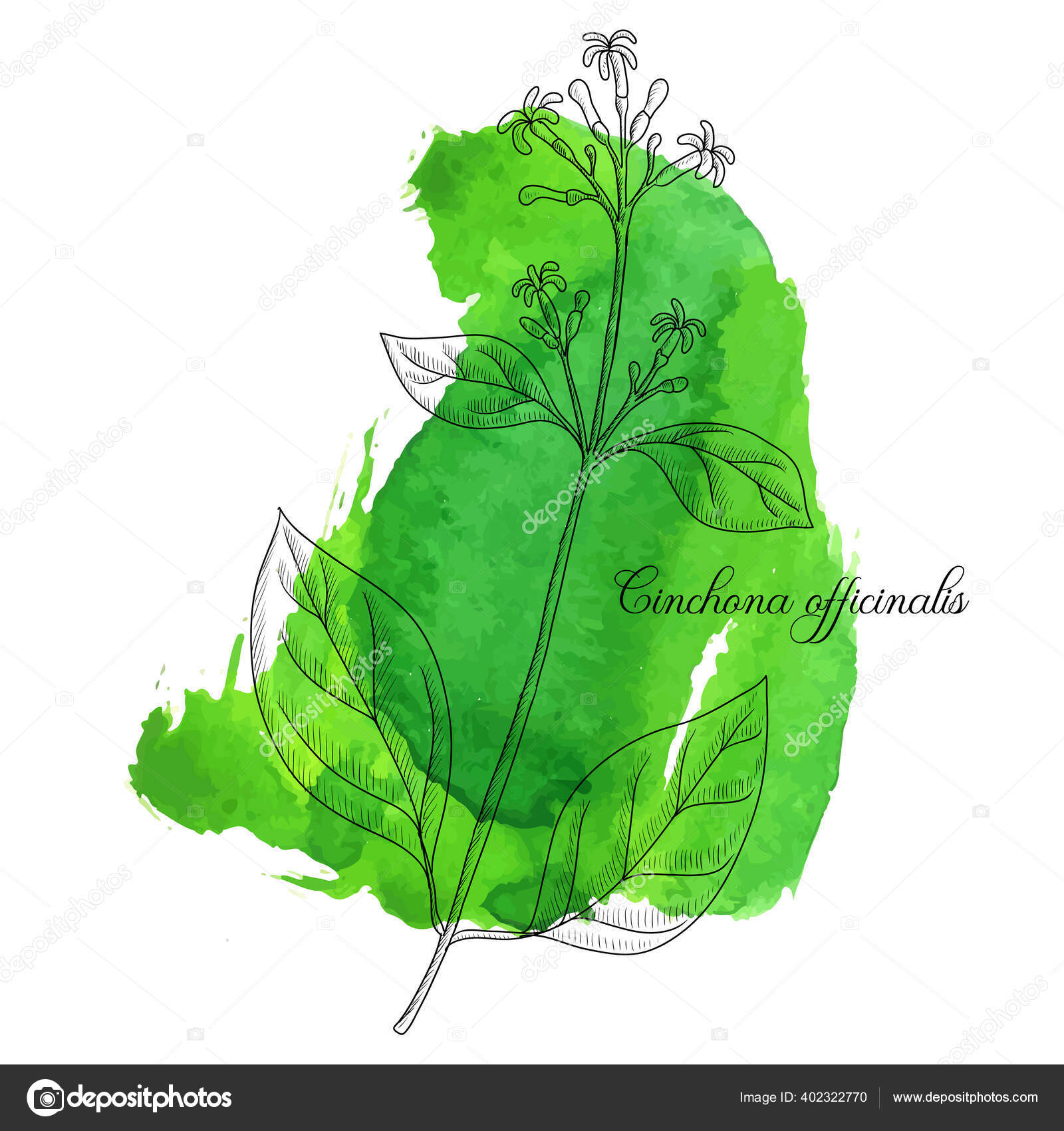 Vector drawing Jesuits bark Stock Vector by ©cat_arch_angel 402322770