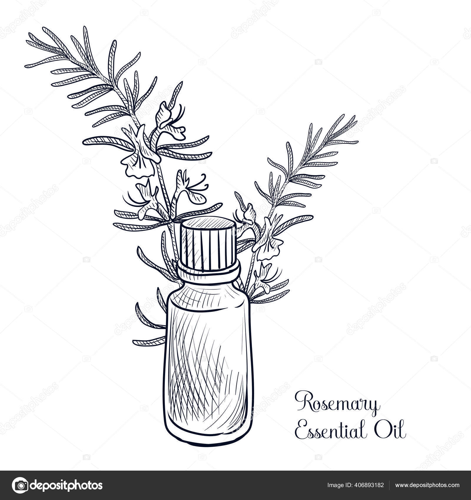 Vector drawing rosemary essential oil Stock Vector Image by ©cat_arch ...