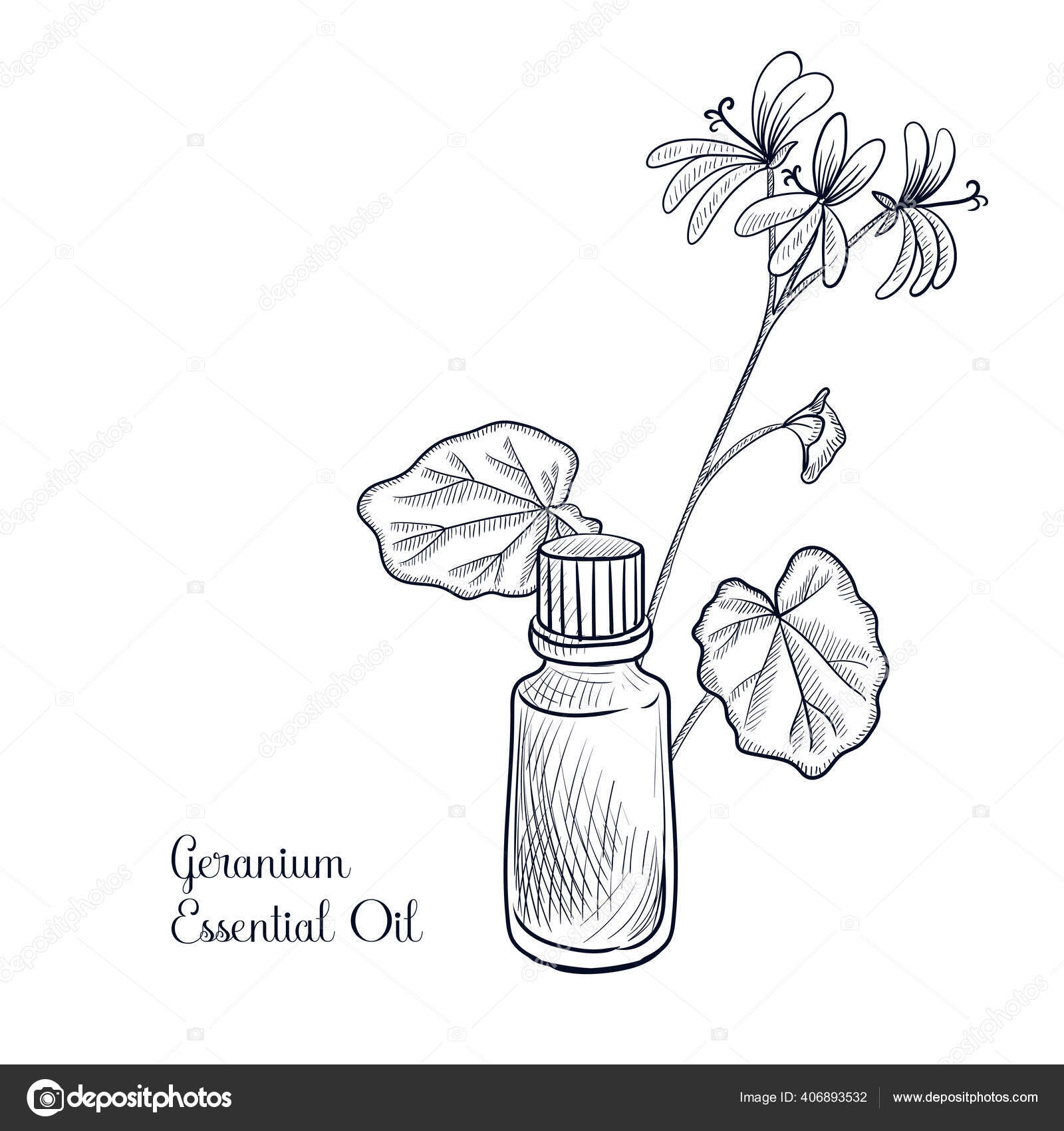 Vector drawing geranium essential oil Stock Vector by ©cat_arch_angel ...