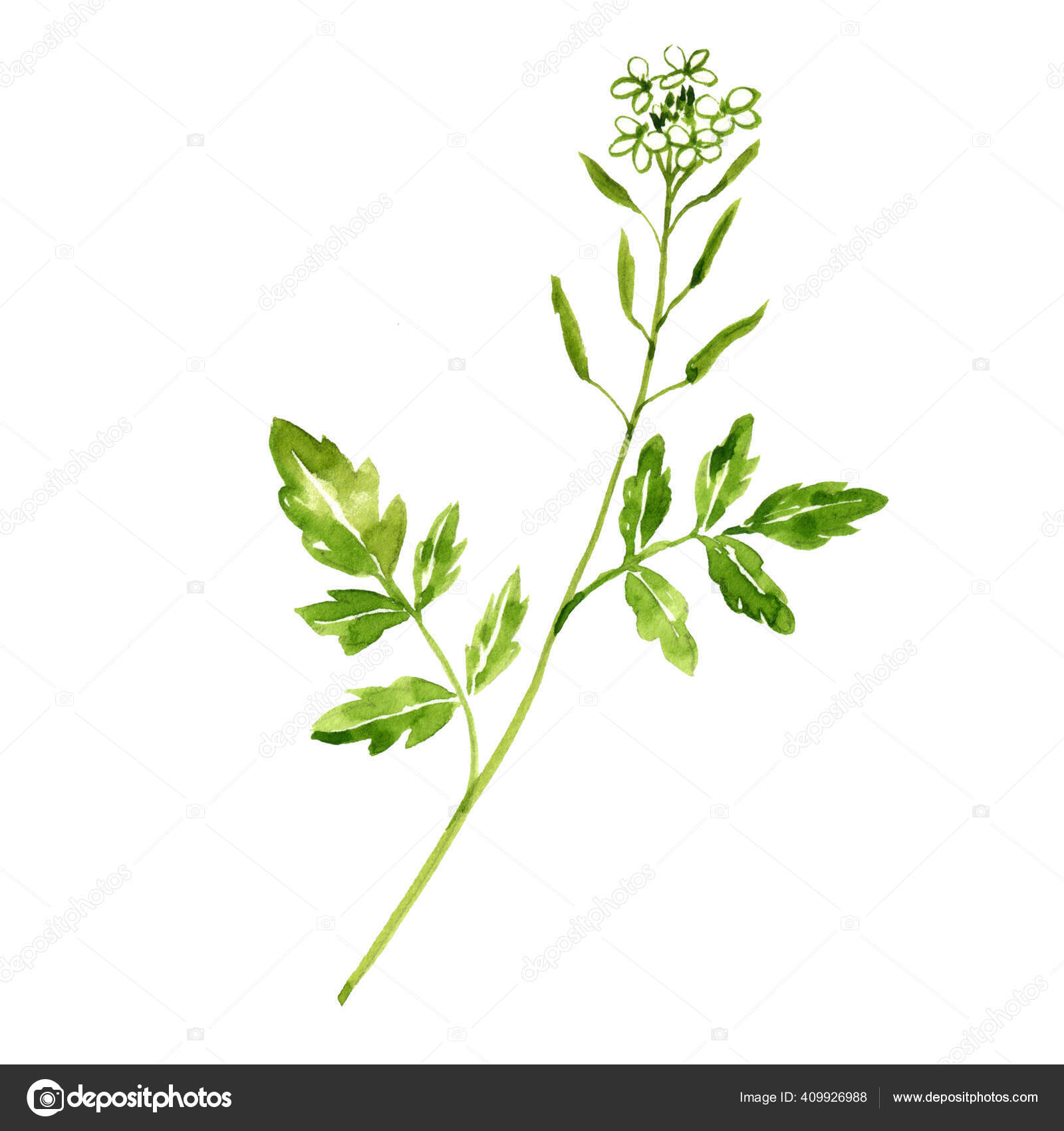 Watercolor drawing watercress flower Stock Illustration by ©cat_arch ...