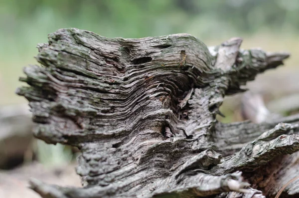 Wavy structure of an old tree. Close-up. Selective focus - Stock Image ...