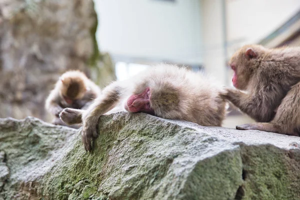 Wild Japanese Monkey Takasaki Mountain Beppu Japan — Stock Photo ...