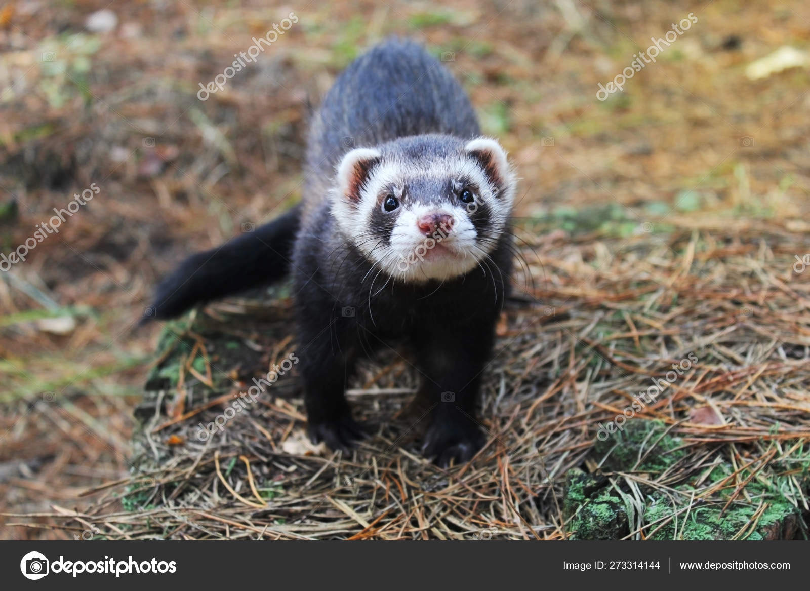 Sable Ferret